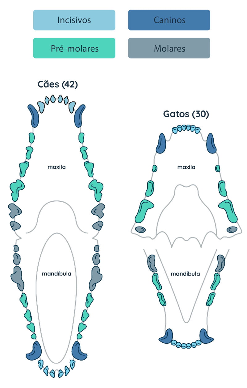 Cisto Dentígero - Vet.Face